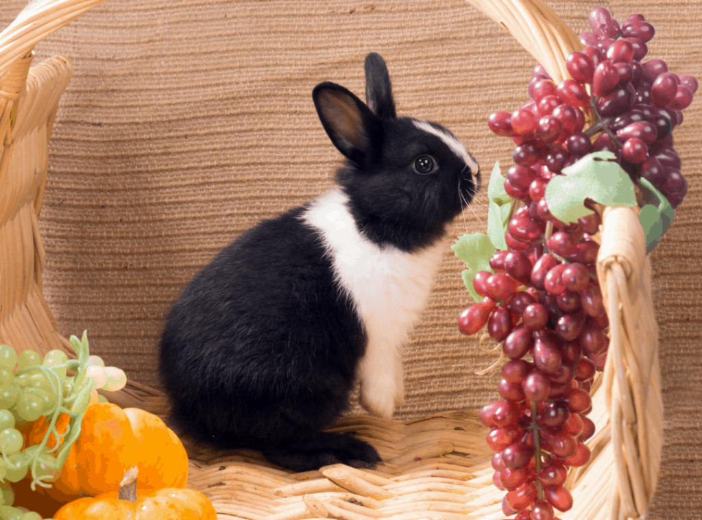 Bunny Horde - Bunny Care, Diet, Health, and Facts.