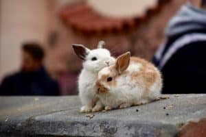 Why Are My Rabbits Fighting All Of A Sudden: 3 reasons (with proven ...