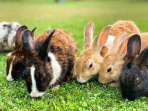 Why Are My Rabbits Fighting All Of A Sudden: 3 reasons (with proven ...