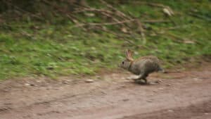 How Do Rabbits Protect Themselves From Predators? - Bunny Horde