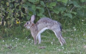 How Do Rabbits Protect Themselves From Predators? - Bunny Horde