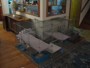What Size Should A Rabbit Cage Be? - Bunny Horde