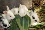 How Do Rabbits Protect Themselves From Predators? - Bunny Horde