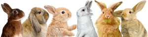 Rabbit Age To Human Age Calculator - Bunny Horde
