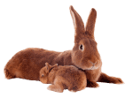 Gestation Calculator For Rabbits - Bunny Horde
