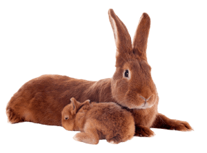 Gestation Calculator For Rabbits - Bunny Horde