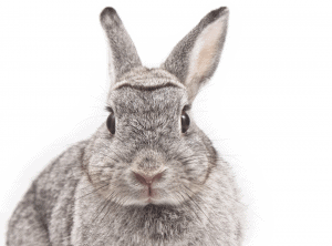 Rabbit Age To Human Age Calculator - Bunny Horde