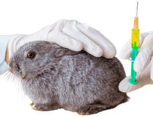 Drug Dosage Calculator For Rabbits - Bunny Horde