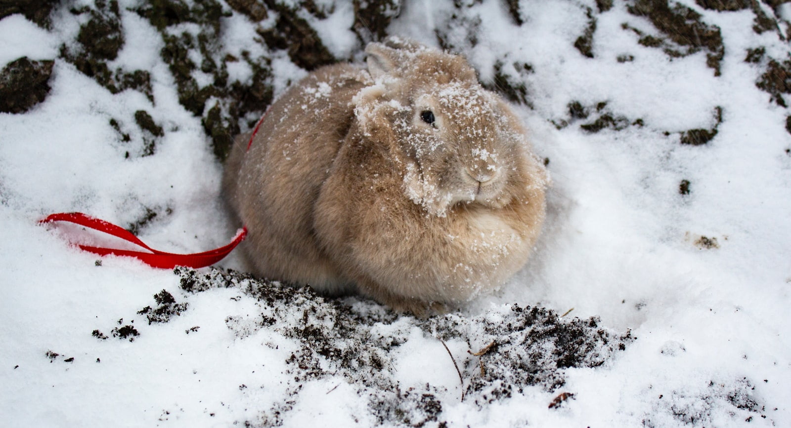 Do Rabbits Like Snow? - Bunny Horde